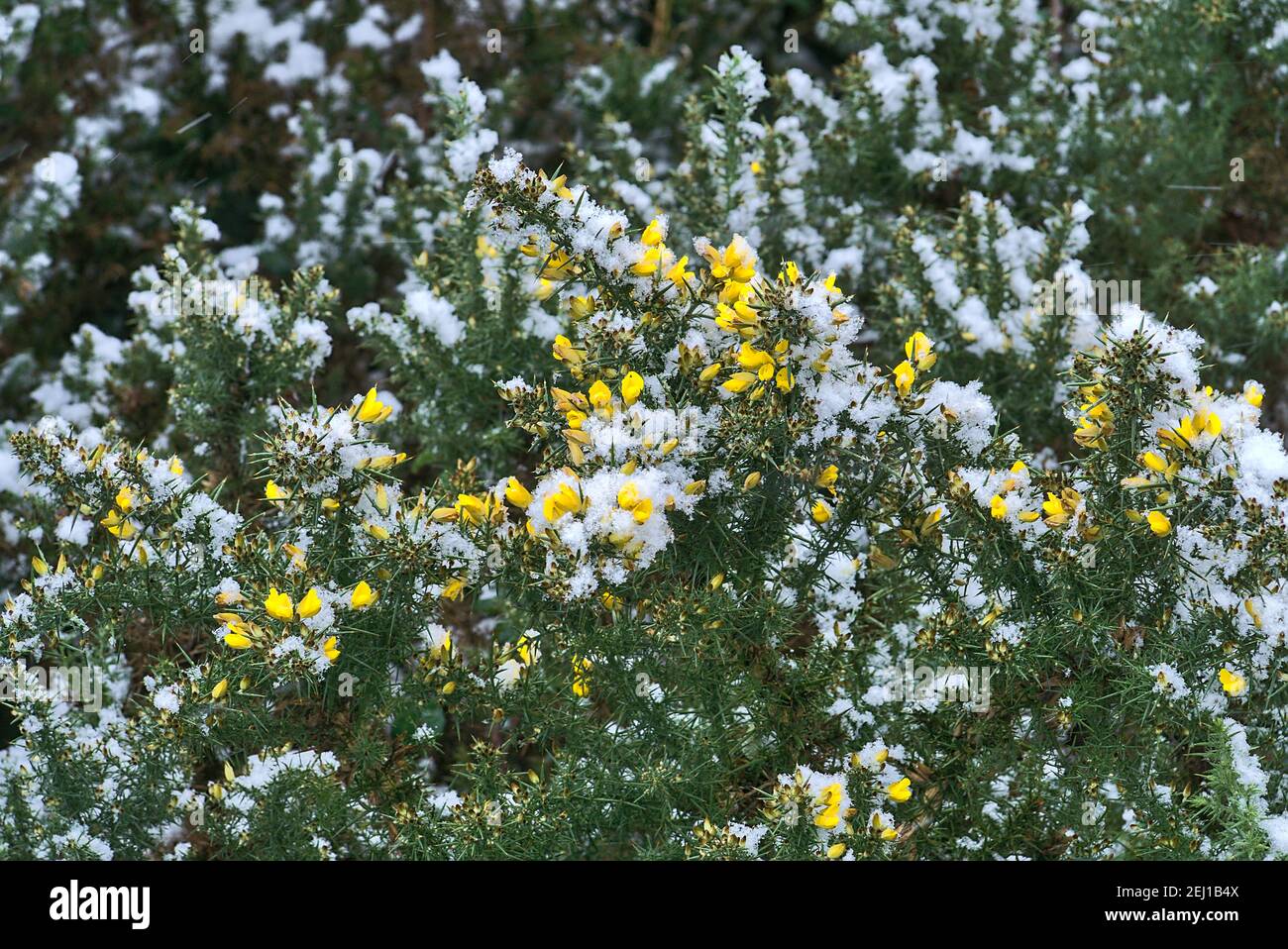 Everyellow hi-res stock photography and images - Alamy