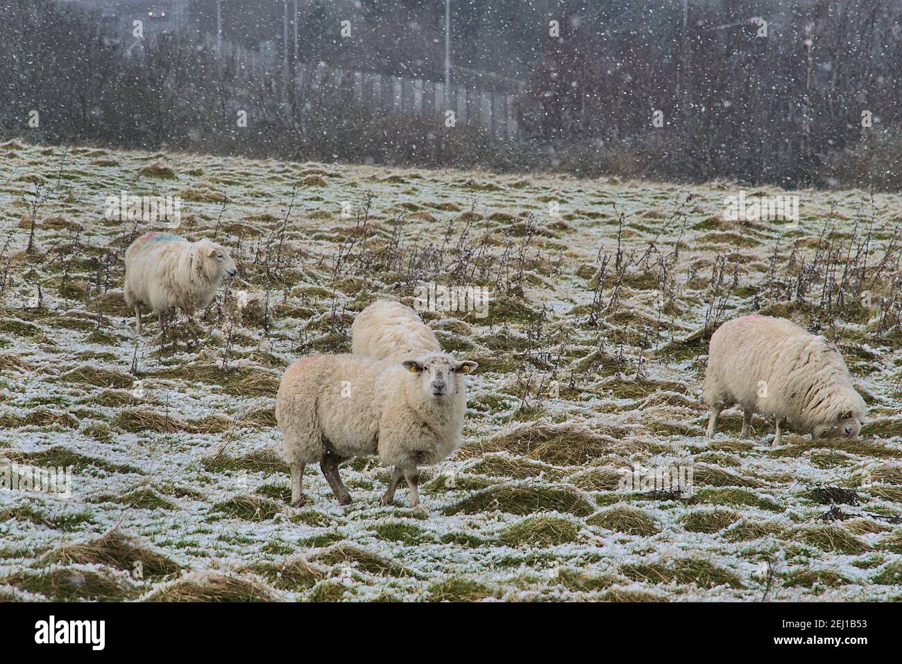 Flock of cute sheep grazing snowy grass along Ticknock Road, Co. Dublin ...