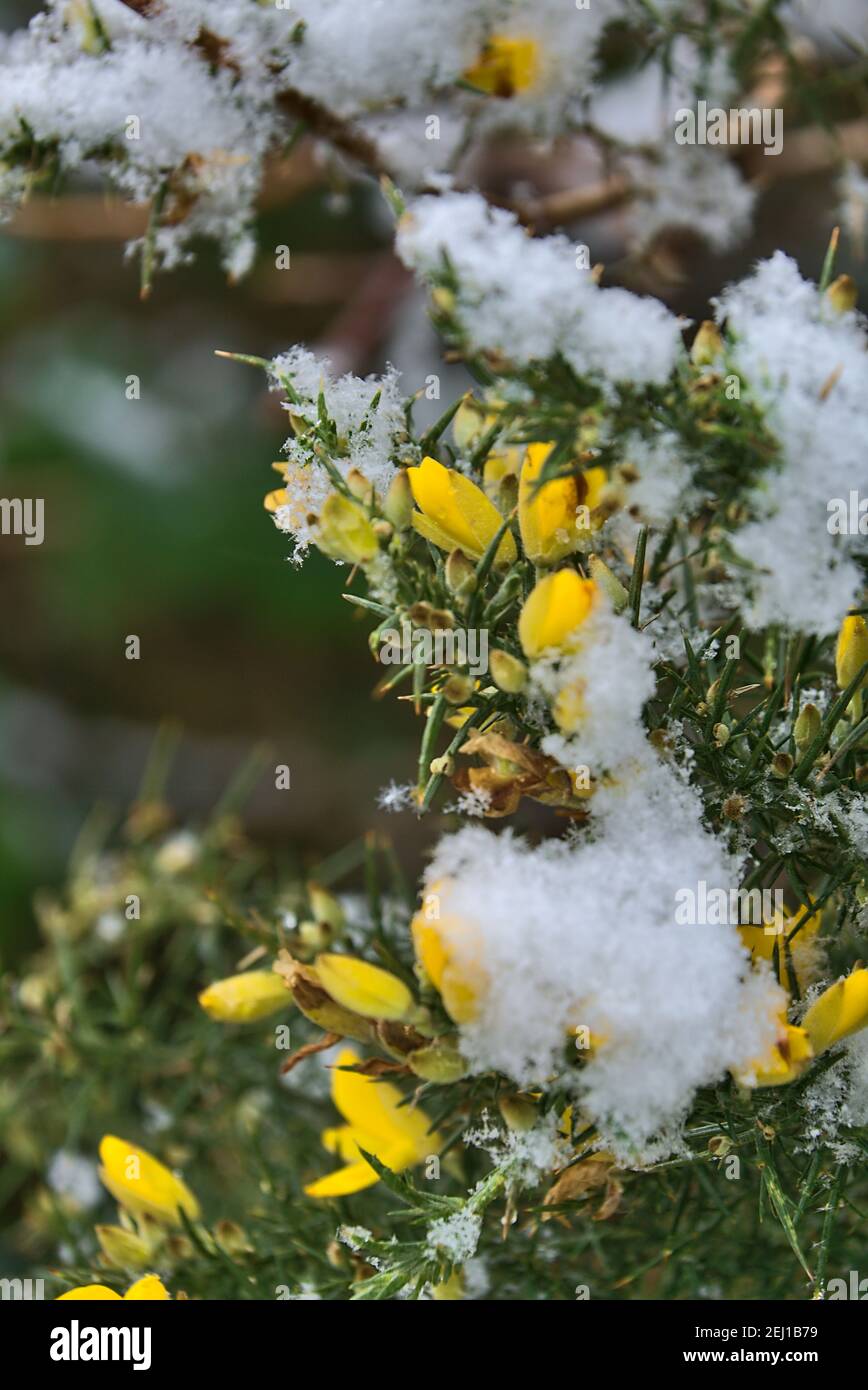 Beautiful vertical view of winter gorse (Ulex) wild yellow flowers ...