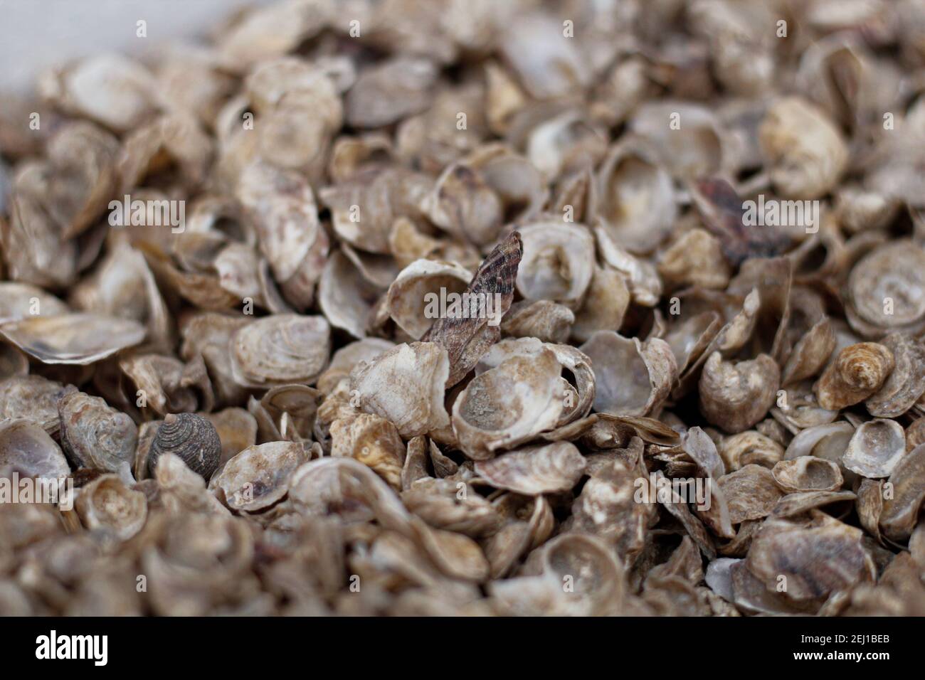 Pile of oyster shells hi-res stock photography and images - Alamy