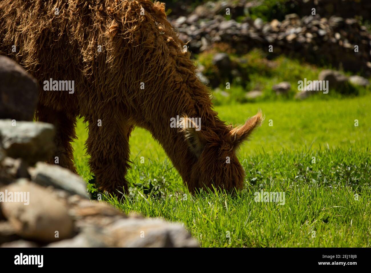 Wild brown alpaca grazing grass Stock Photo - Alamy