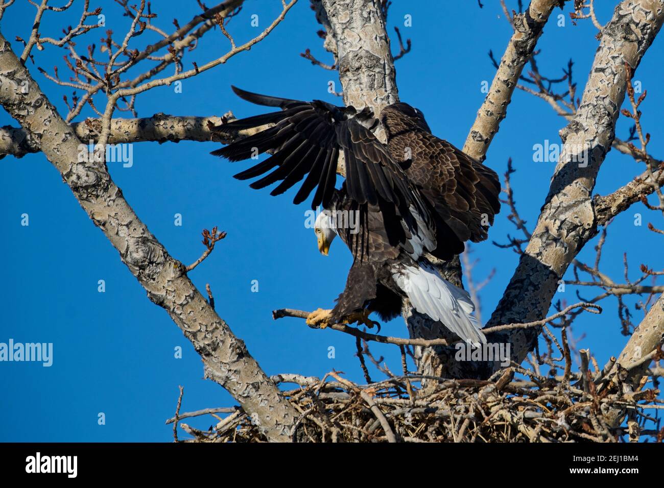 Bald eagle (Haliaeetus leucocephalus) in flight carrying nesting stick ...