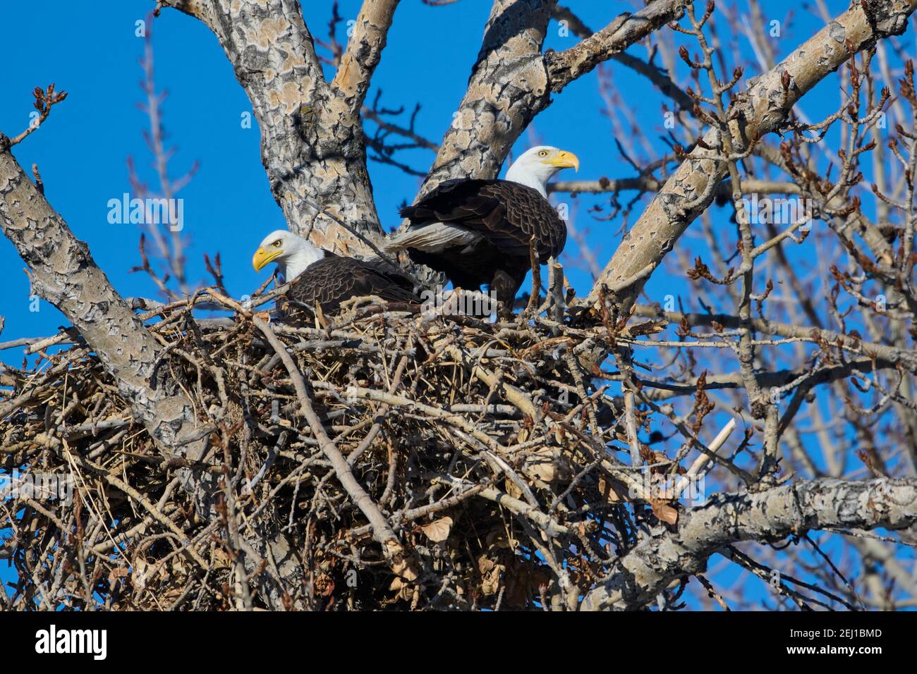 Bald eagle (Haliaeetus leucocephalus) building nest Calgary, Carburn ...