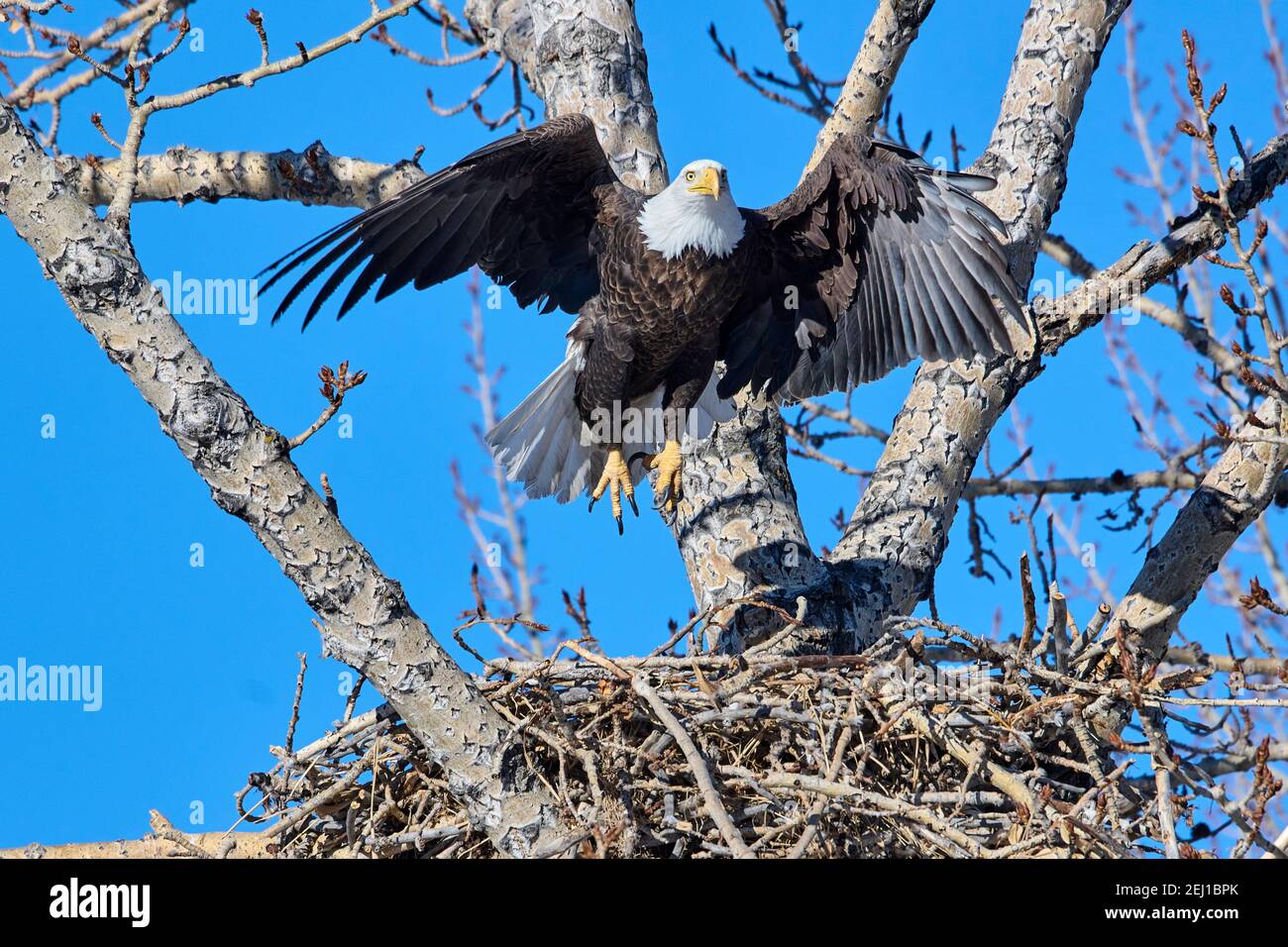 Haliaeetus Leucocephalus High Resolution Stock Photography and Images ...