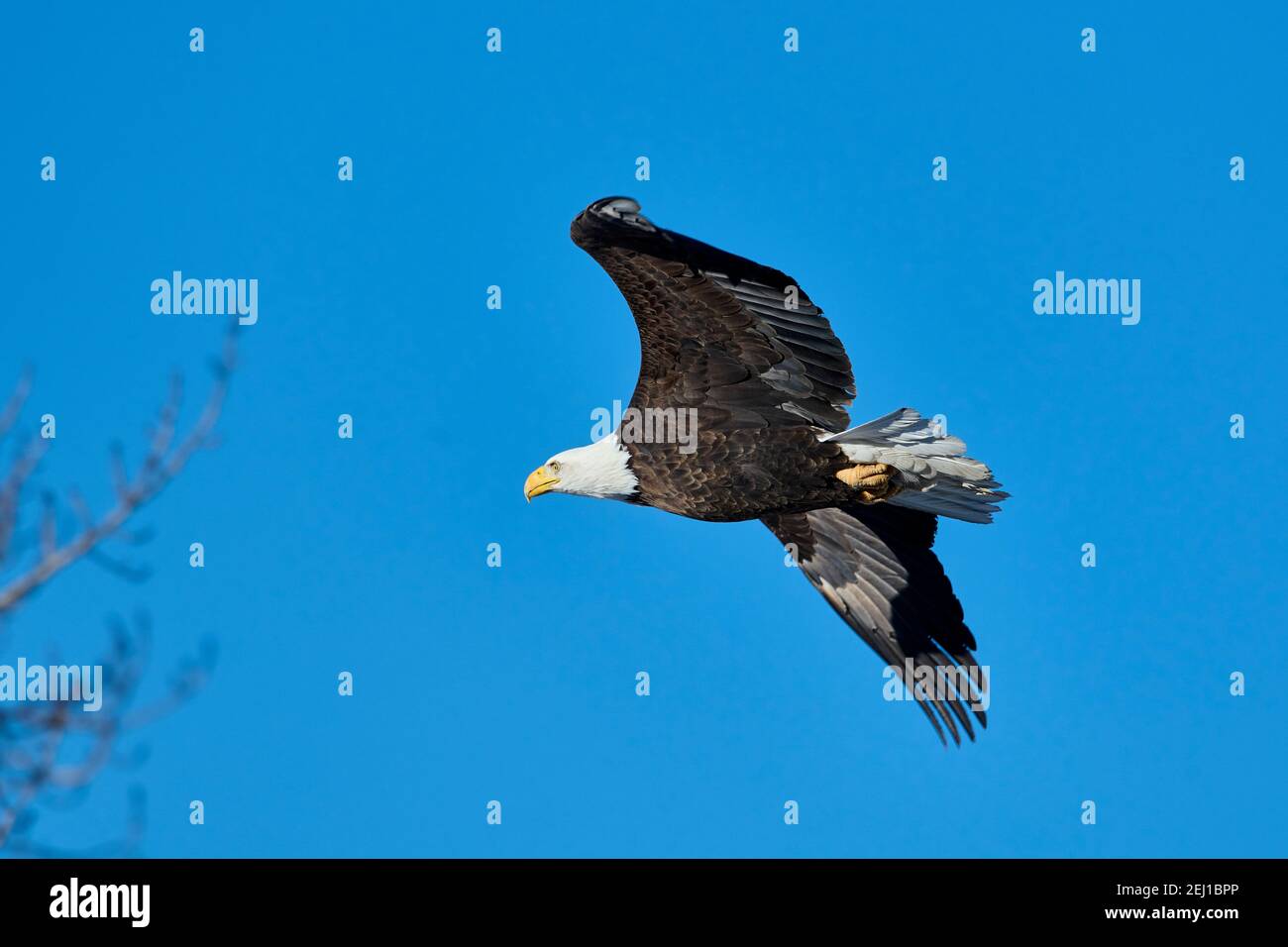 Bald eagle (Haliaeetus leucocephalus) in flight, Calgary, Carburn Park ...