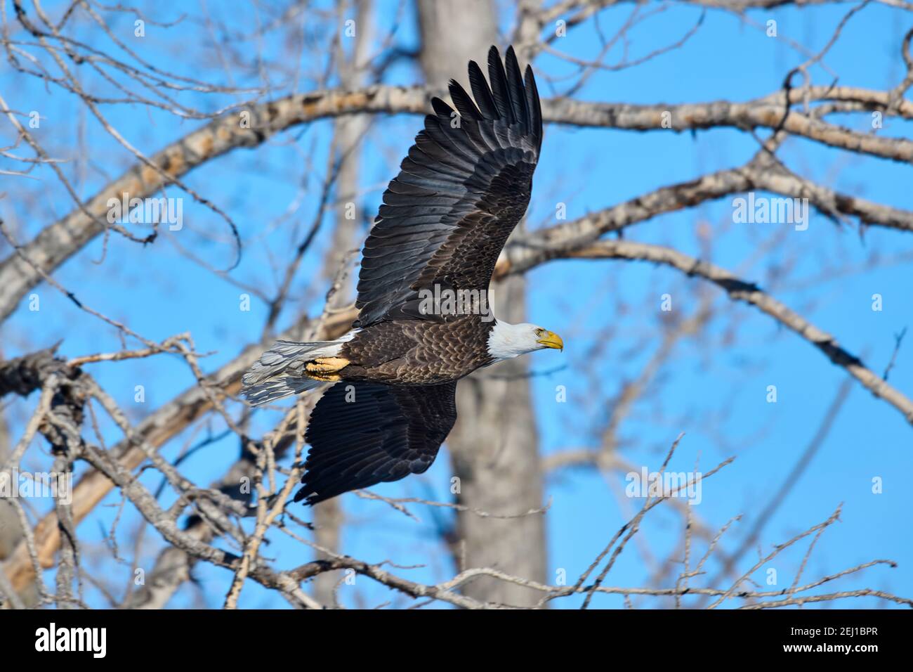 Bald eagle (Haliaeetus leucocephalus) in flight, Calgary, Carburn Park ...