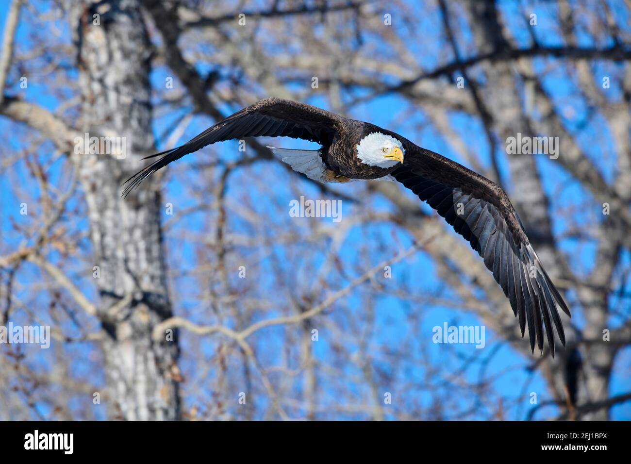 Bald eagle (Haliaeetus leucocephalus) in flight, Calgary, Carburn Park ...