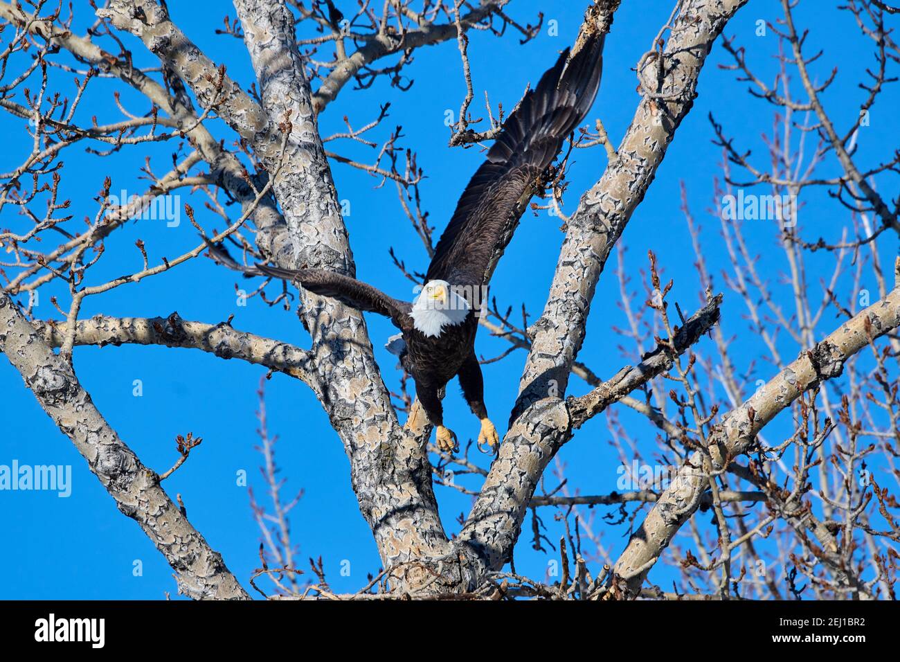 Bald eagle (Haliaeetus leucocephalus) in flight, Calgary, Carburn Park ...