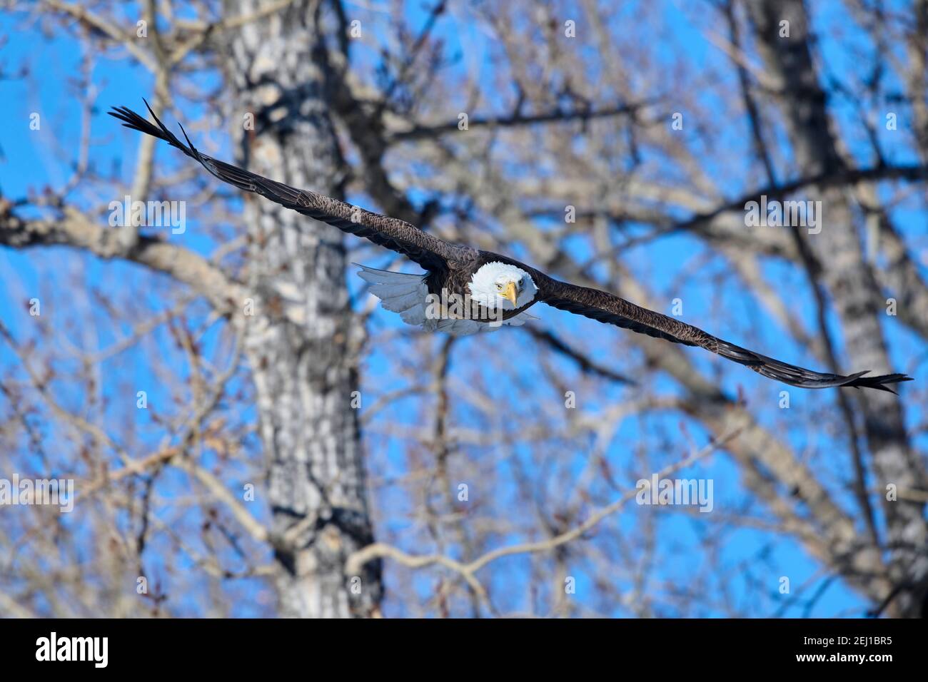 Bald eagle (Haliaeetus leucocephalus) in flight, Calgary, Carburn Park ...