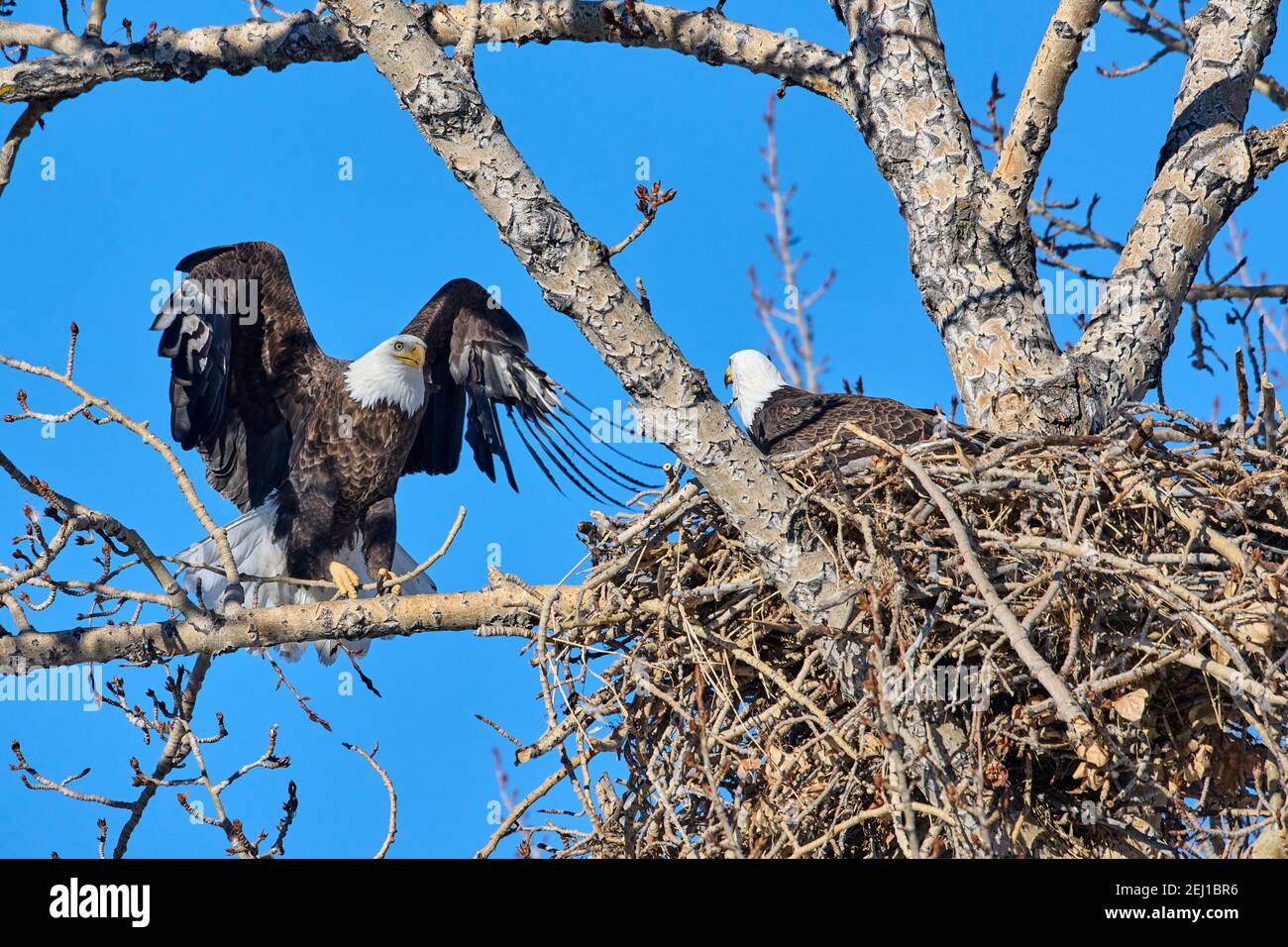 Bald eagle (Haliaeetus leucocephalus) building nest Calgary, Carburn ...