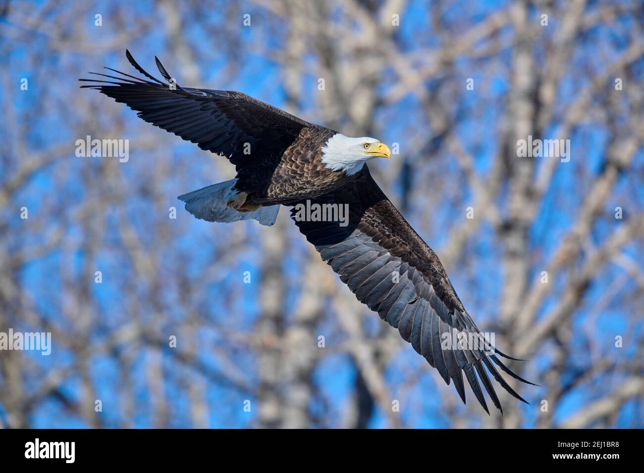 Bald eagle (Haliaeetus leucocephalus) in flight, Calgary, Carburn Park ...