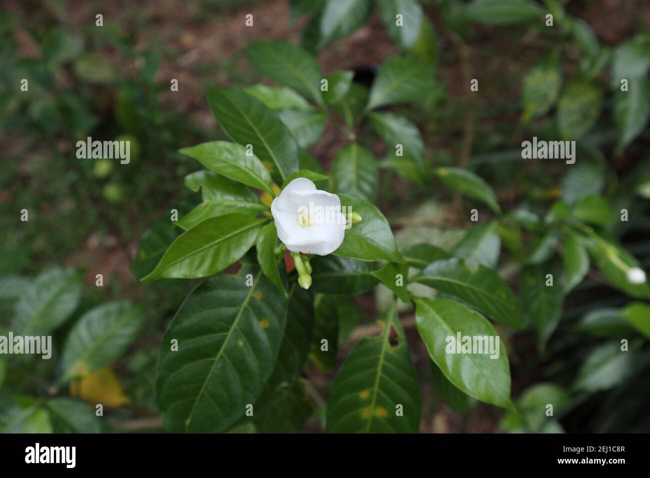 One white flower on tree branch Stock Photo - Alamy