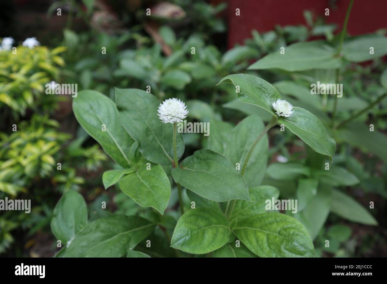 Bud shape flowers hi-res stock photography and images - Alamy