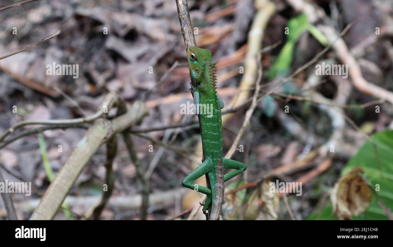 Backside view of a colorful green lizard Stock Photo - Alamy