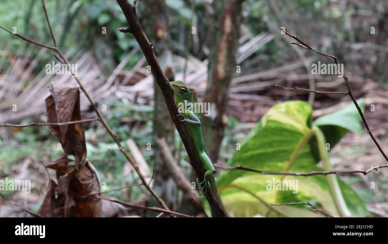 Camouflage as a stick hi-res stock photography and images - Alamy