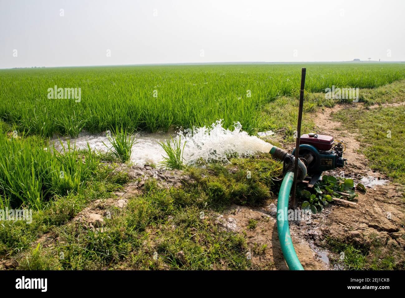 Rice field irrigation bangladesh hi-res stock photography and images ...
