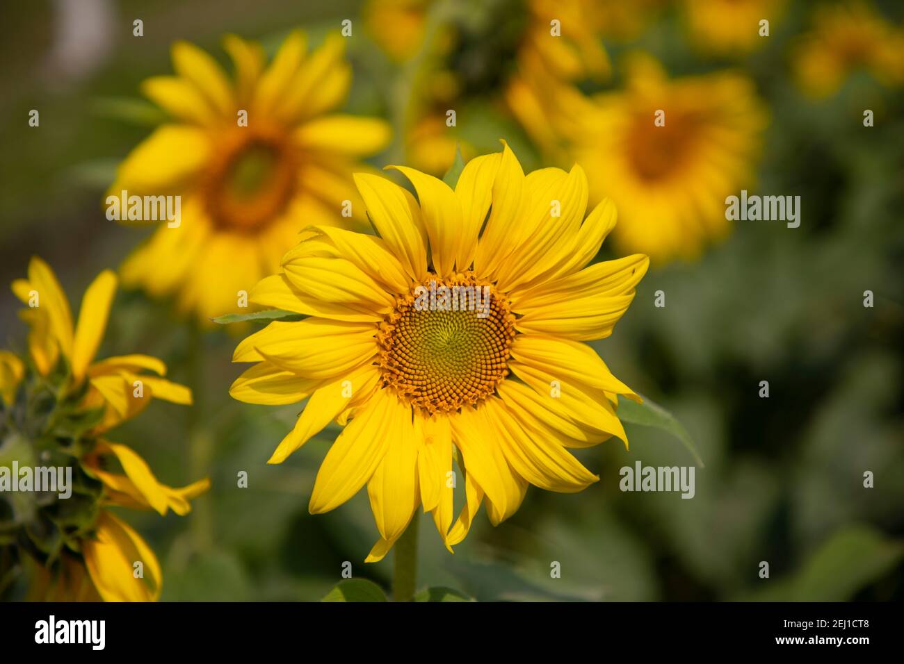 Close up image of sunflower (Helianthus annuus Stock Photo - Alamy
