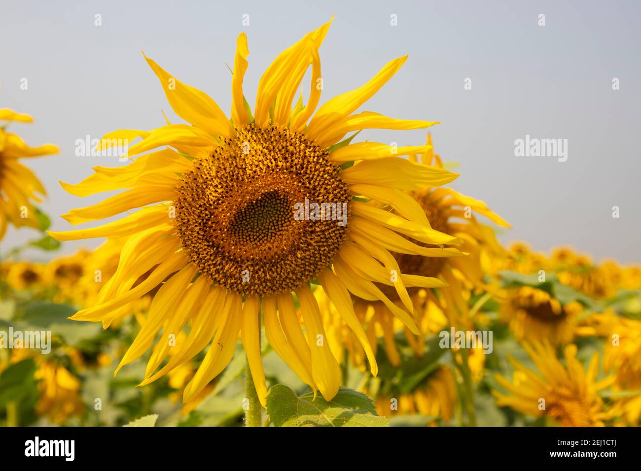 Close up image of sunflower (Helianthus annuus Stock Photo - Alamy