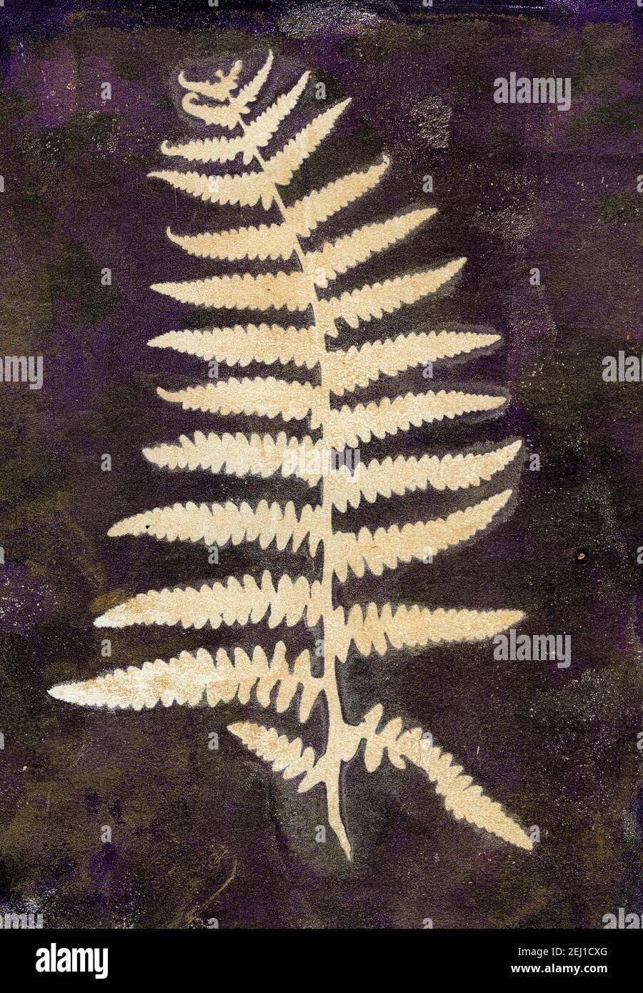 Royal Purple Fern - photo from original artists monoprint Stock Photo ...