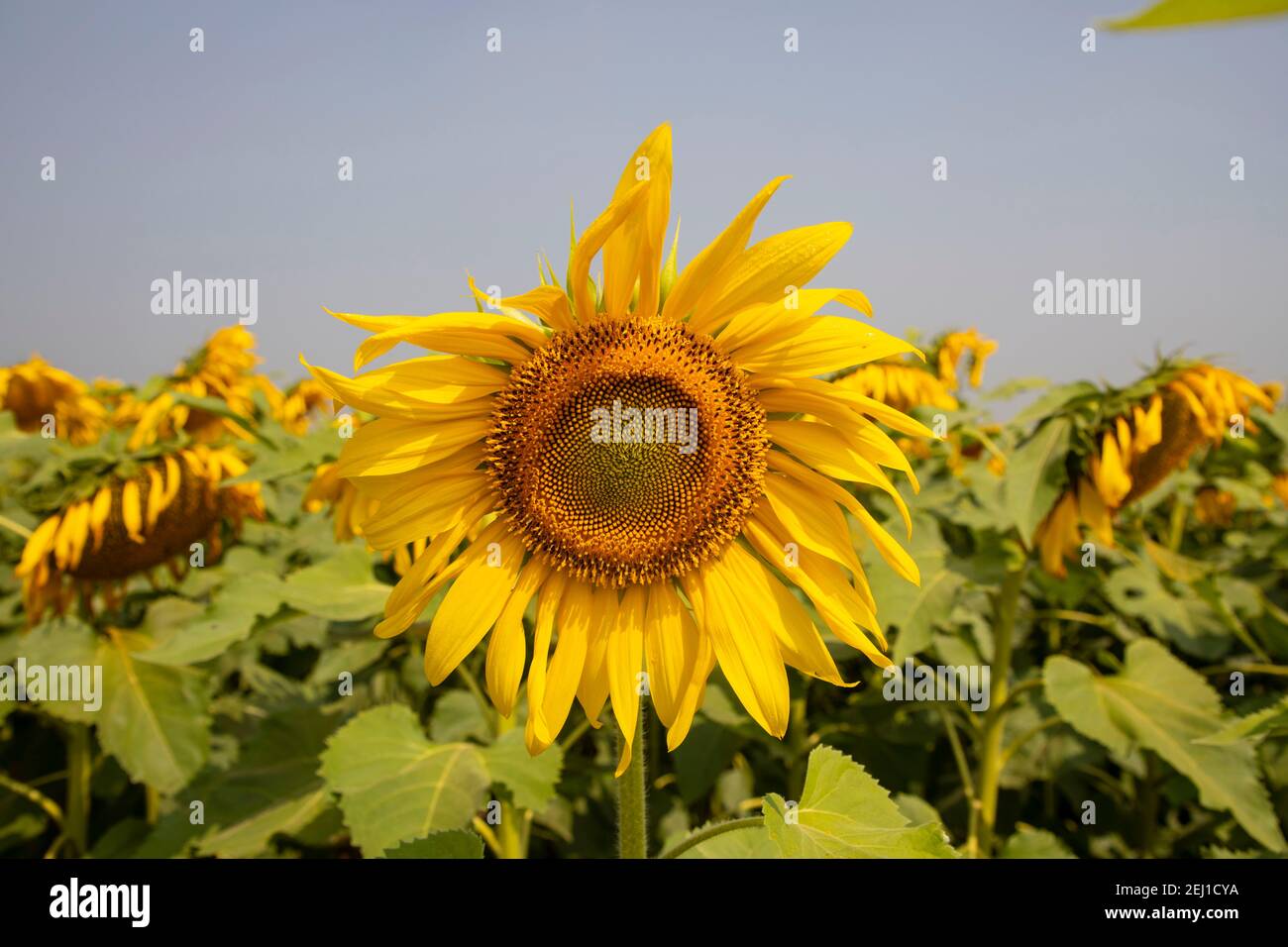 Close up image of sunflower (Helianthus annuus Stock Photo - Alamy