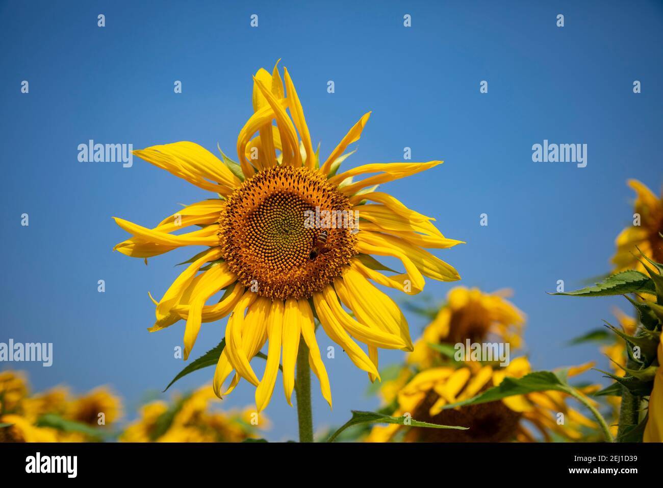 Close up image of sunflower (Helianthus annuus Stock Photo - Alamy