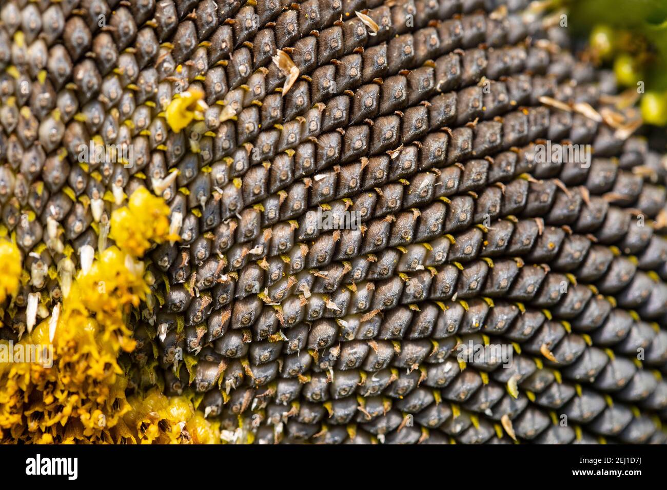Close-up of sunflower seed head (Helianthus annuus Stock Photo - Alamy