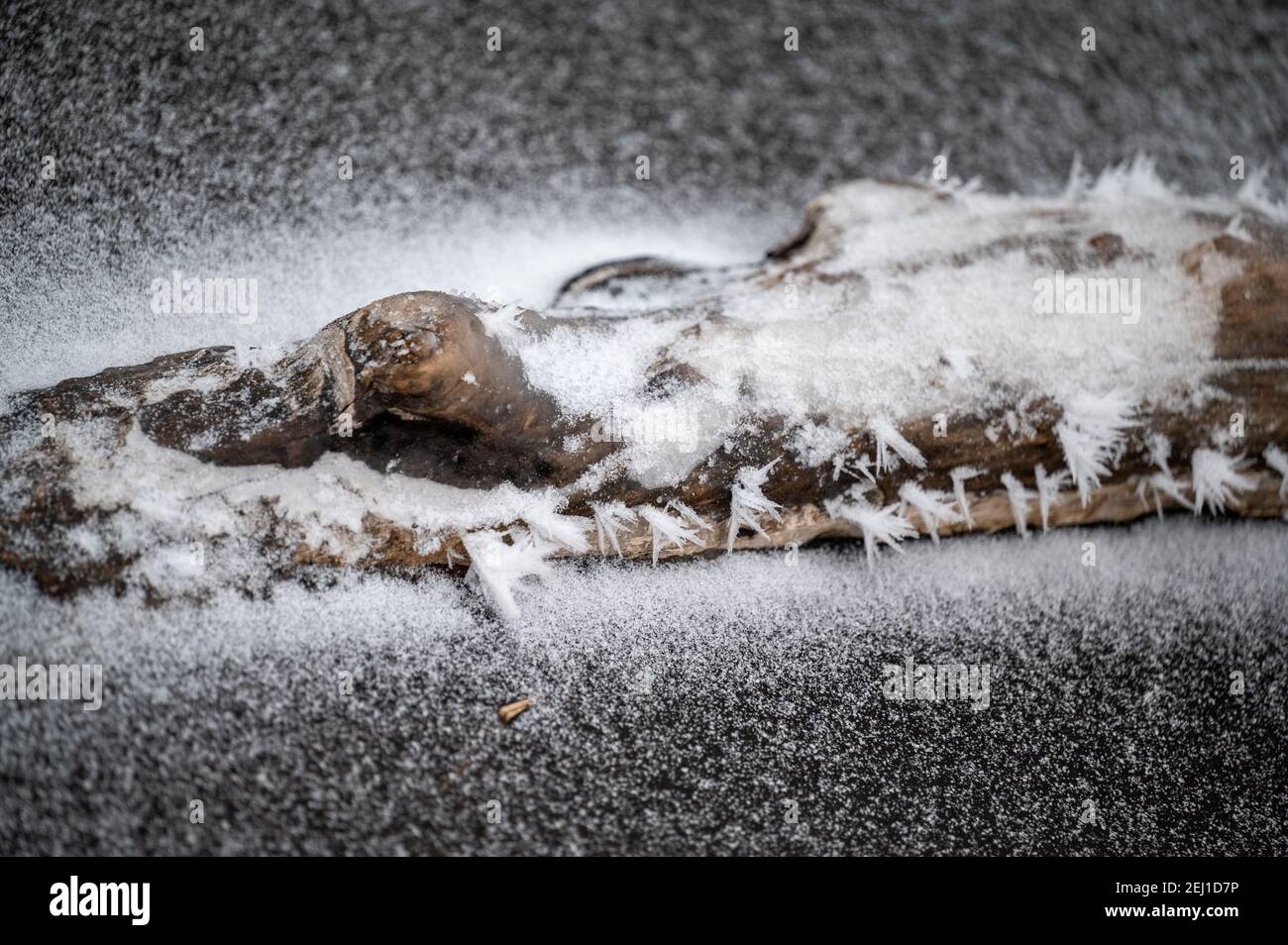 Old cedar log frozen in the ice Stock Photo - Alamy