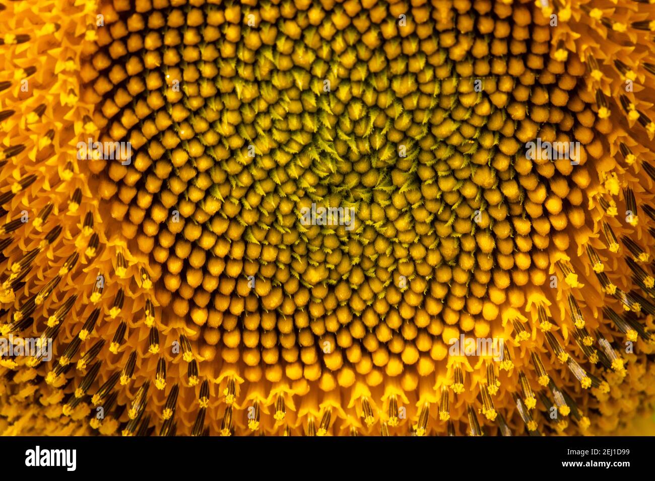 Sunflower middle pattern hi-res stock photography and images - Alamy