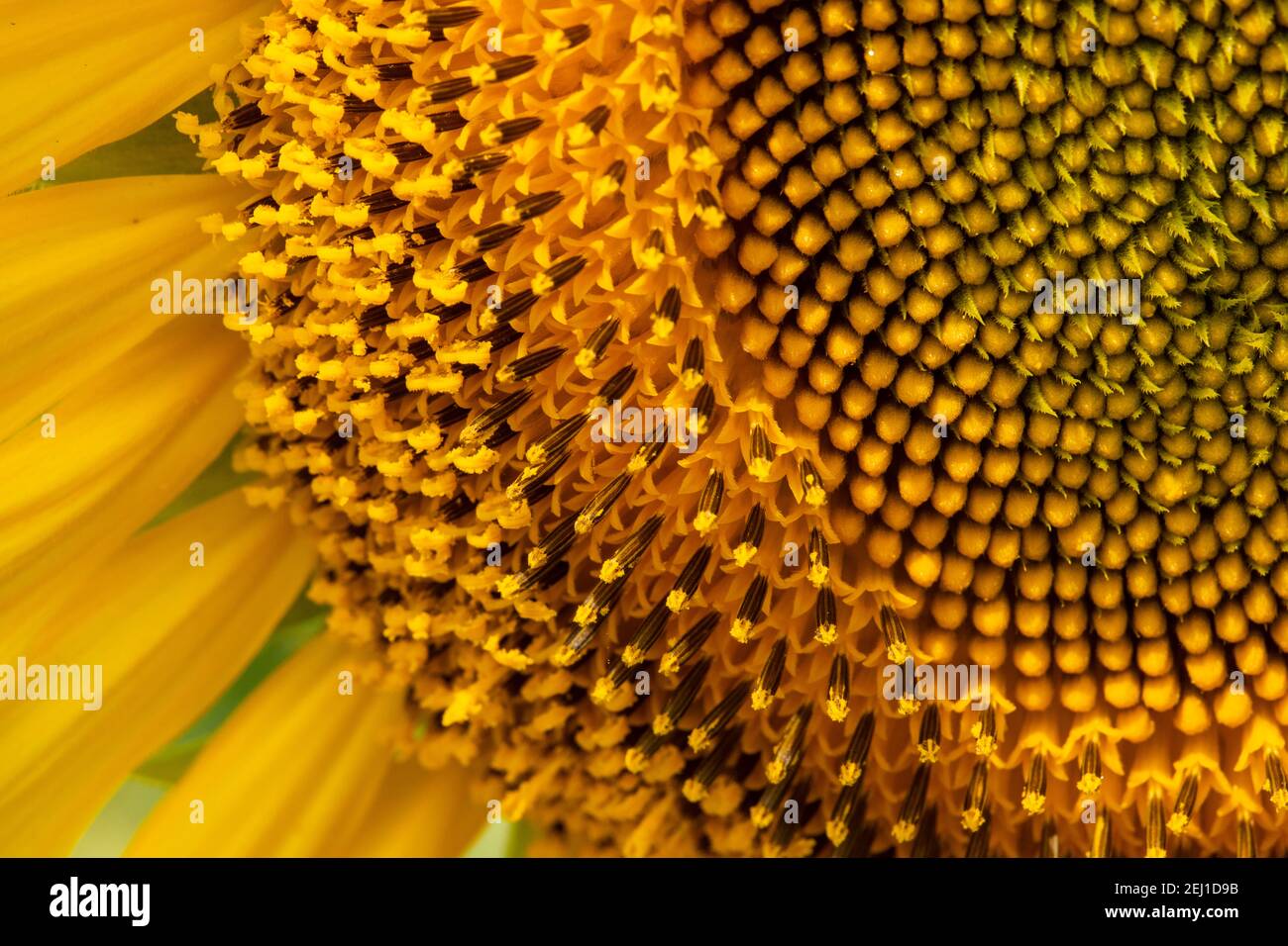 Close up image of sunflower (Helianthus annuus Stock Photo - Alamy