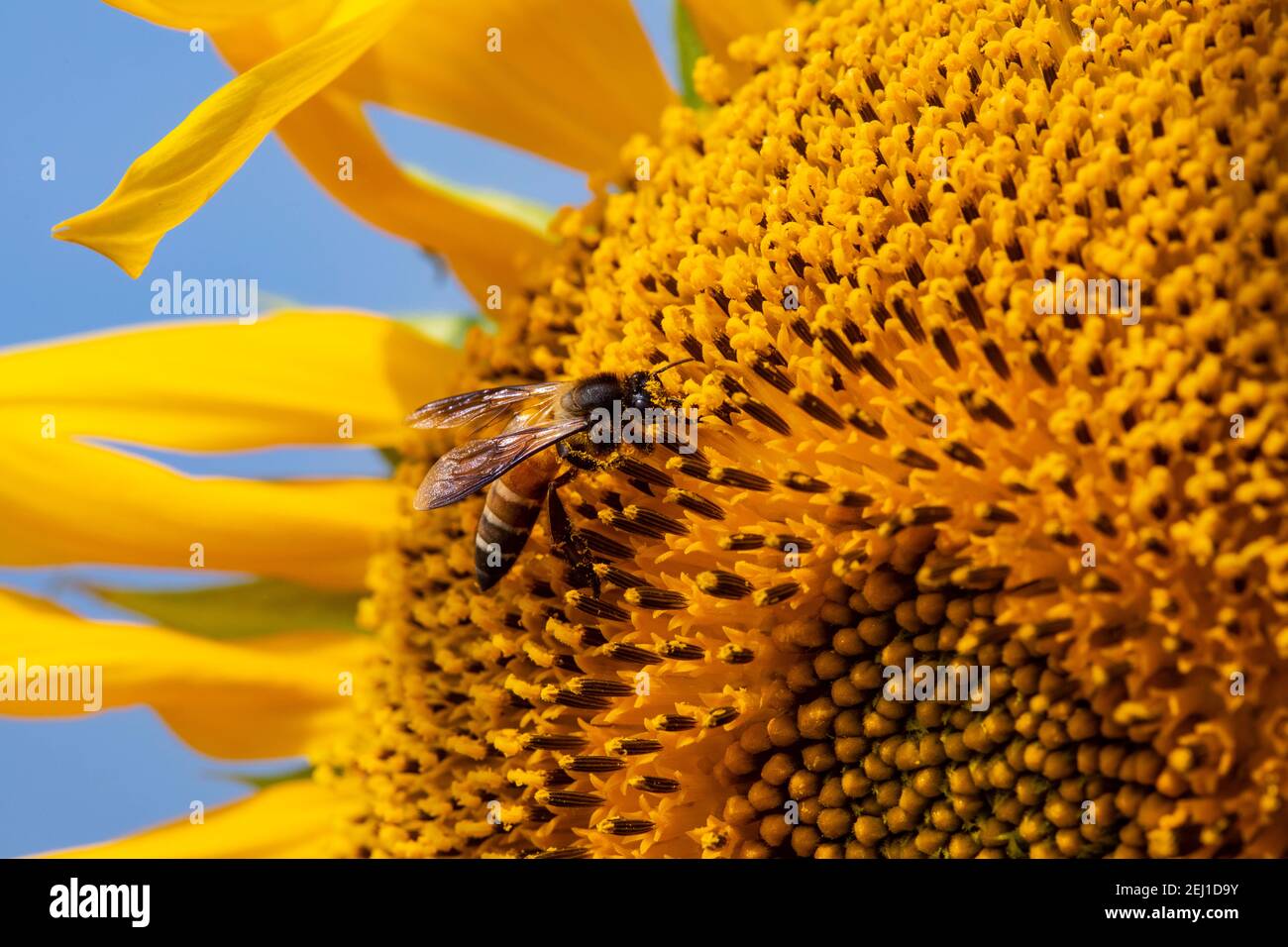Honey bee on a sunflower Stock Photo - Alamy