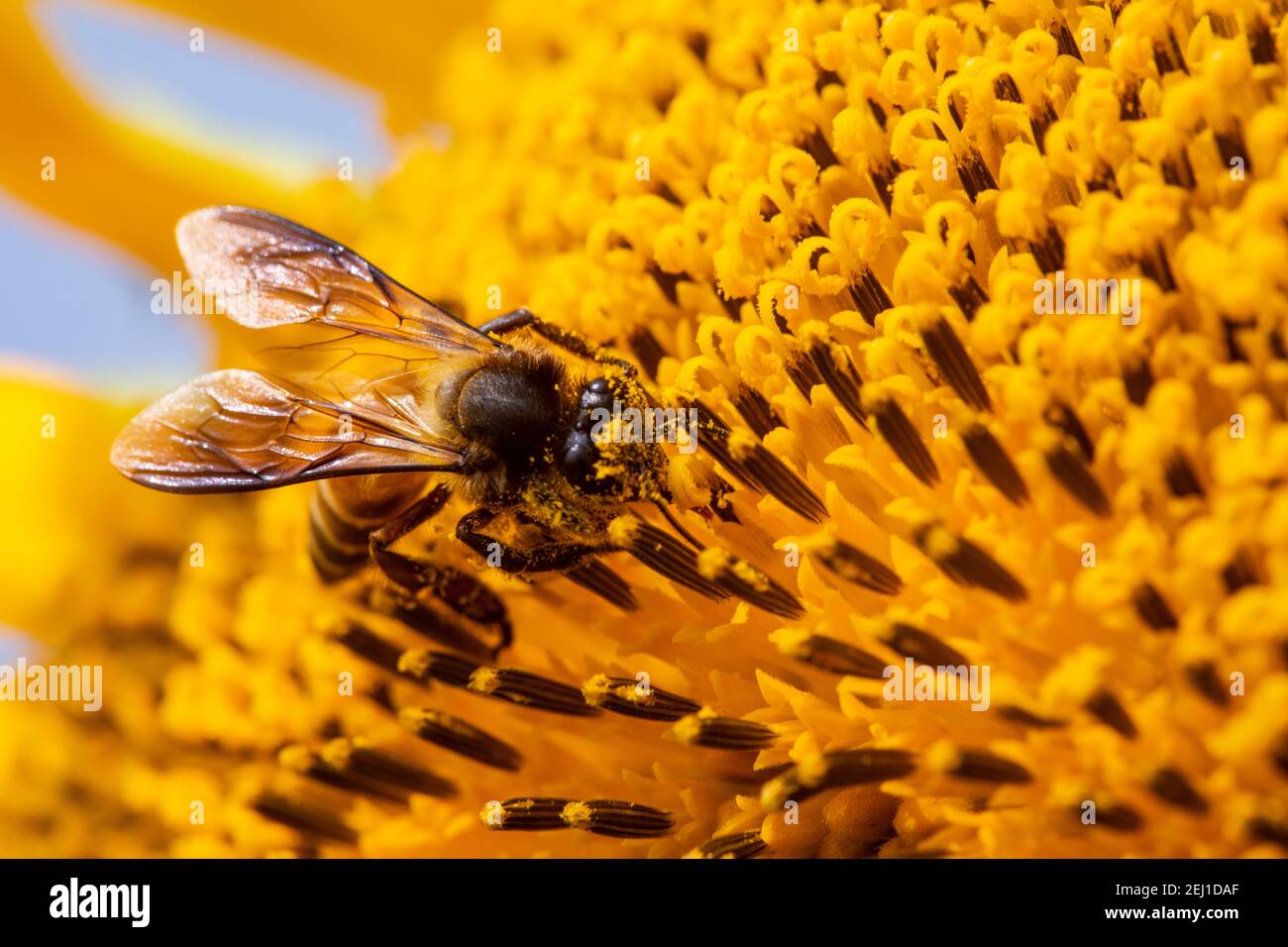 Sunflower rows garden hi-res stock photography and images - Alamy