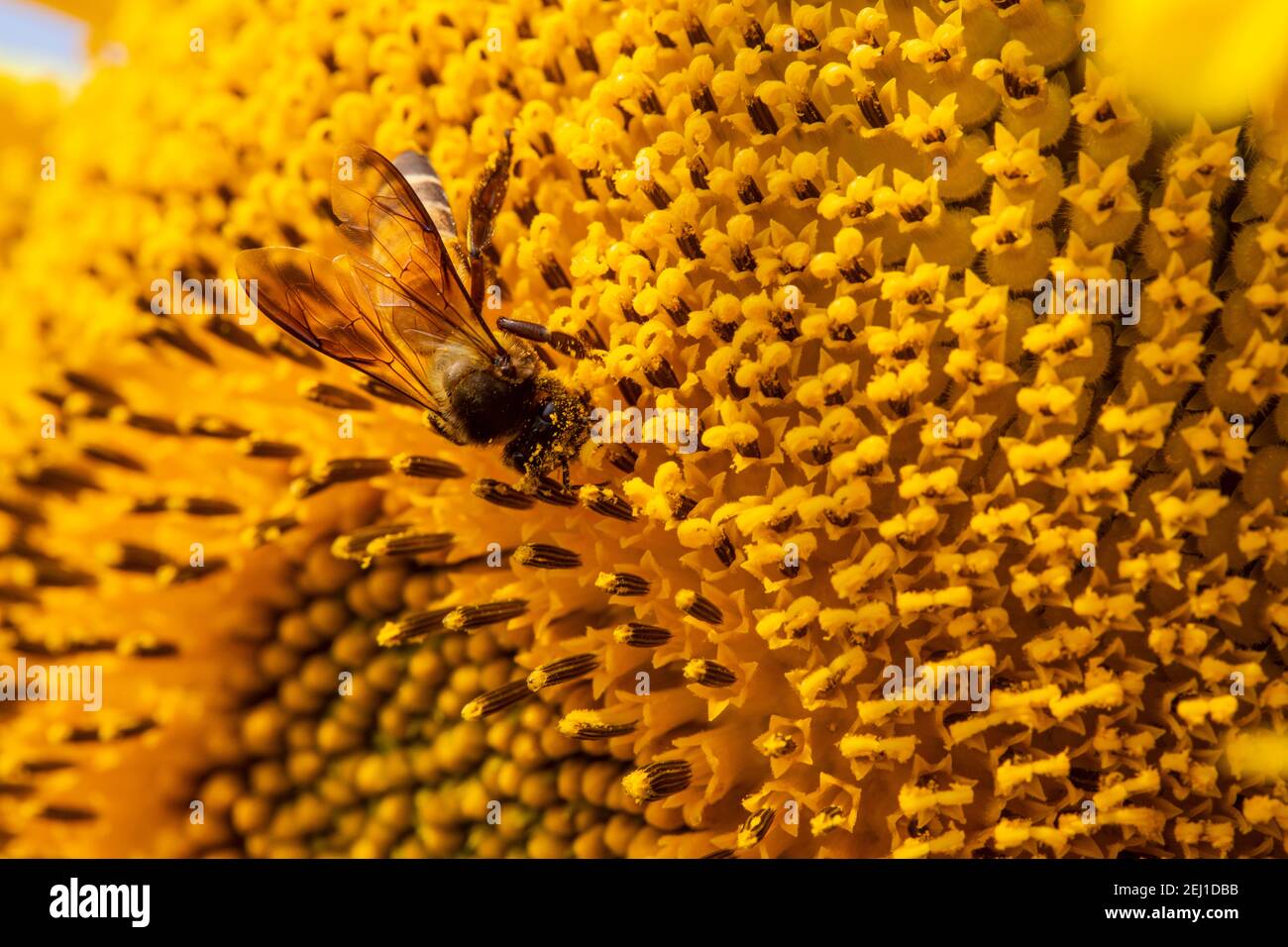 Honey bee patterns hi-res stock photography and images - Alamy