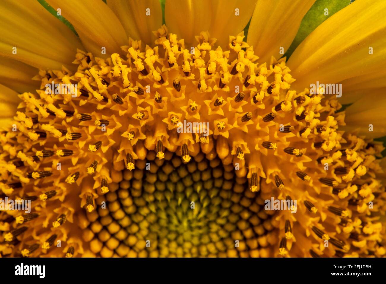 Sunflower Middle Pattern High Resolution Stock Photography and Images ...