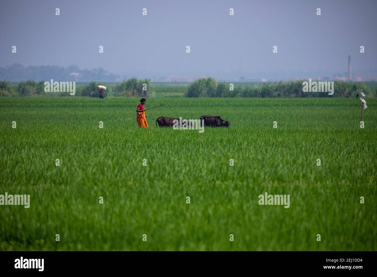 Paddy field cow hi-res stock photography and images - Alamy