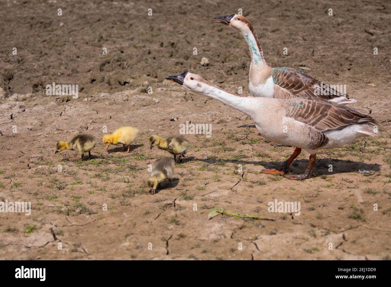 Swan and its chicks Stock Photo - Alamy