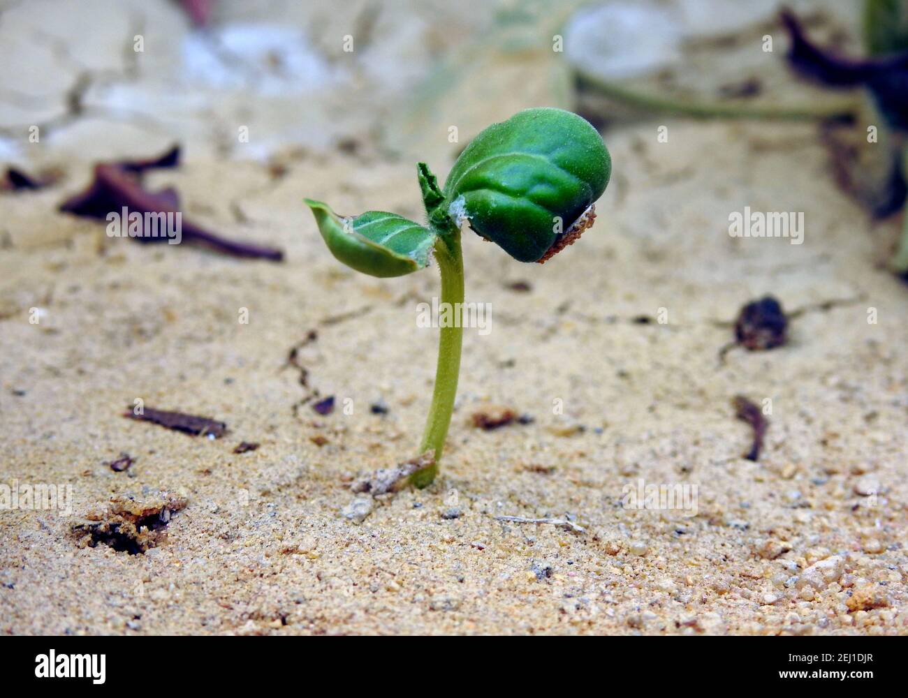 Plant growing in the sand hi-res stock photography and images - Alamy