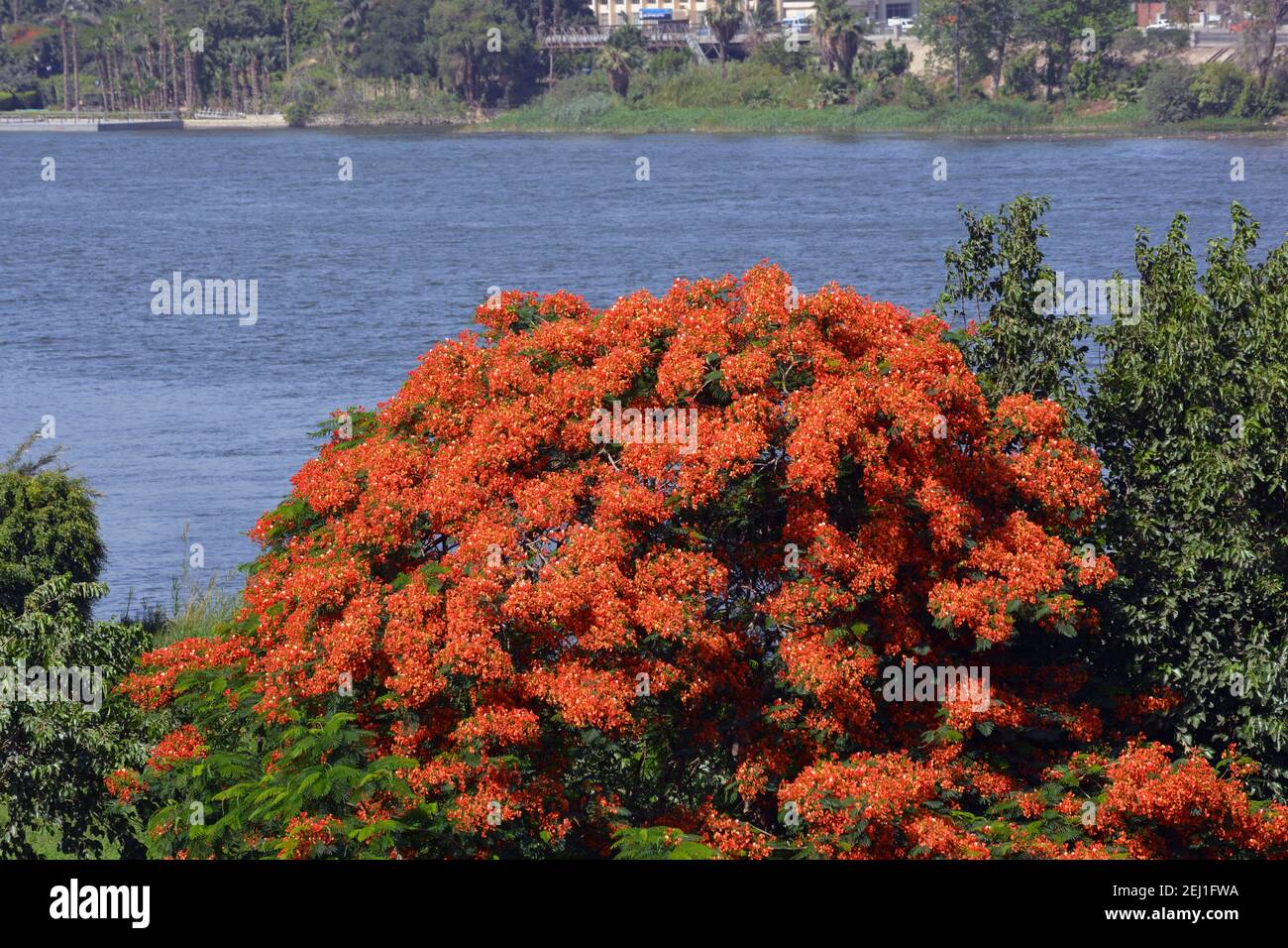 Dahab Island the gold island of the Nile in Giza Egypt near Cairo ...