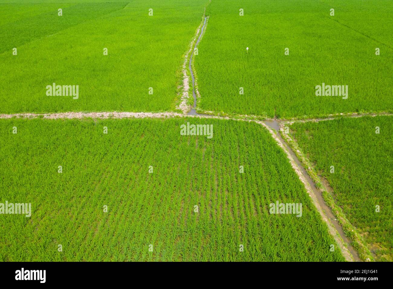 Aerial view of paddy field hi-res stock photography and images - Alamy