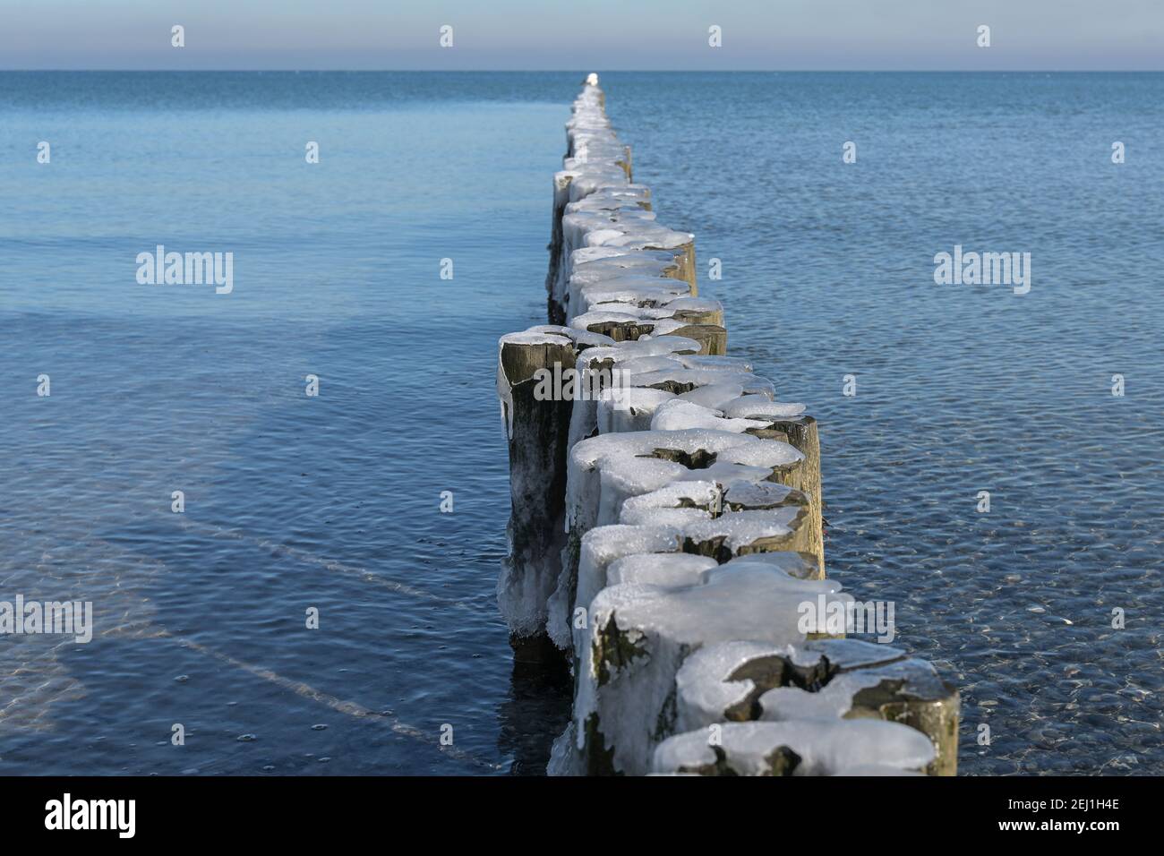 Wooden groins with ice caps on the beach of the Baltic Sea coast in ...