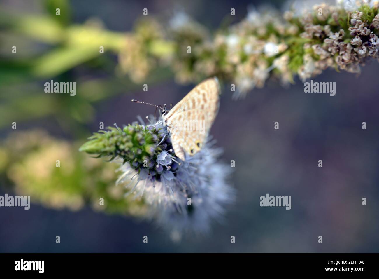 a close up of a butterfly on a flower , winged insect on a plant , a ...