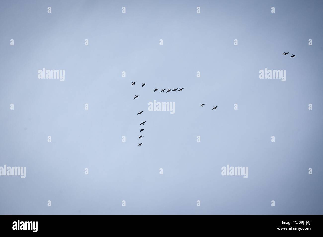 Flock of birds, wild geese, flying in v shape in typical order with a ...