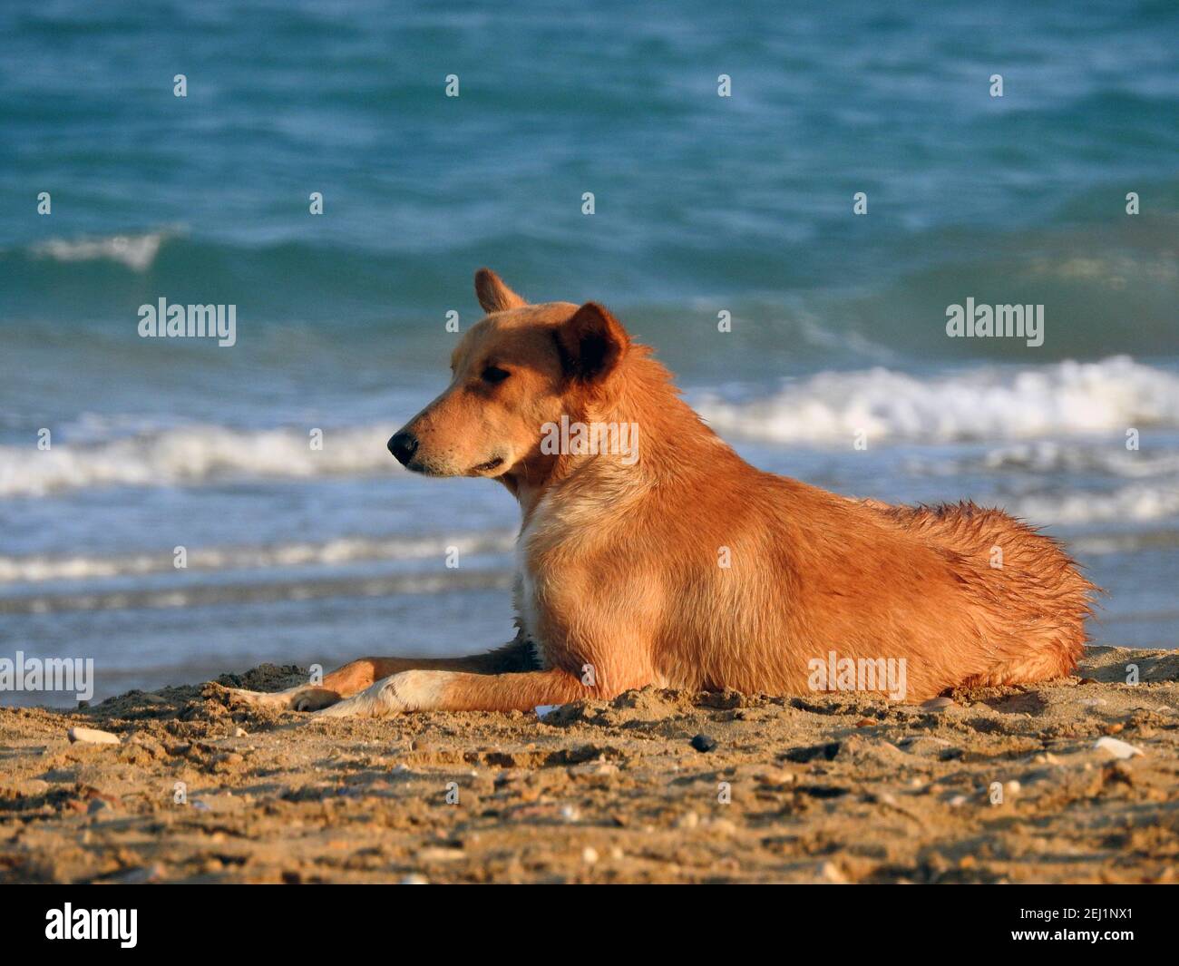 A stray dog on the beach, a portrait of domestic dog on the shore, a ...