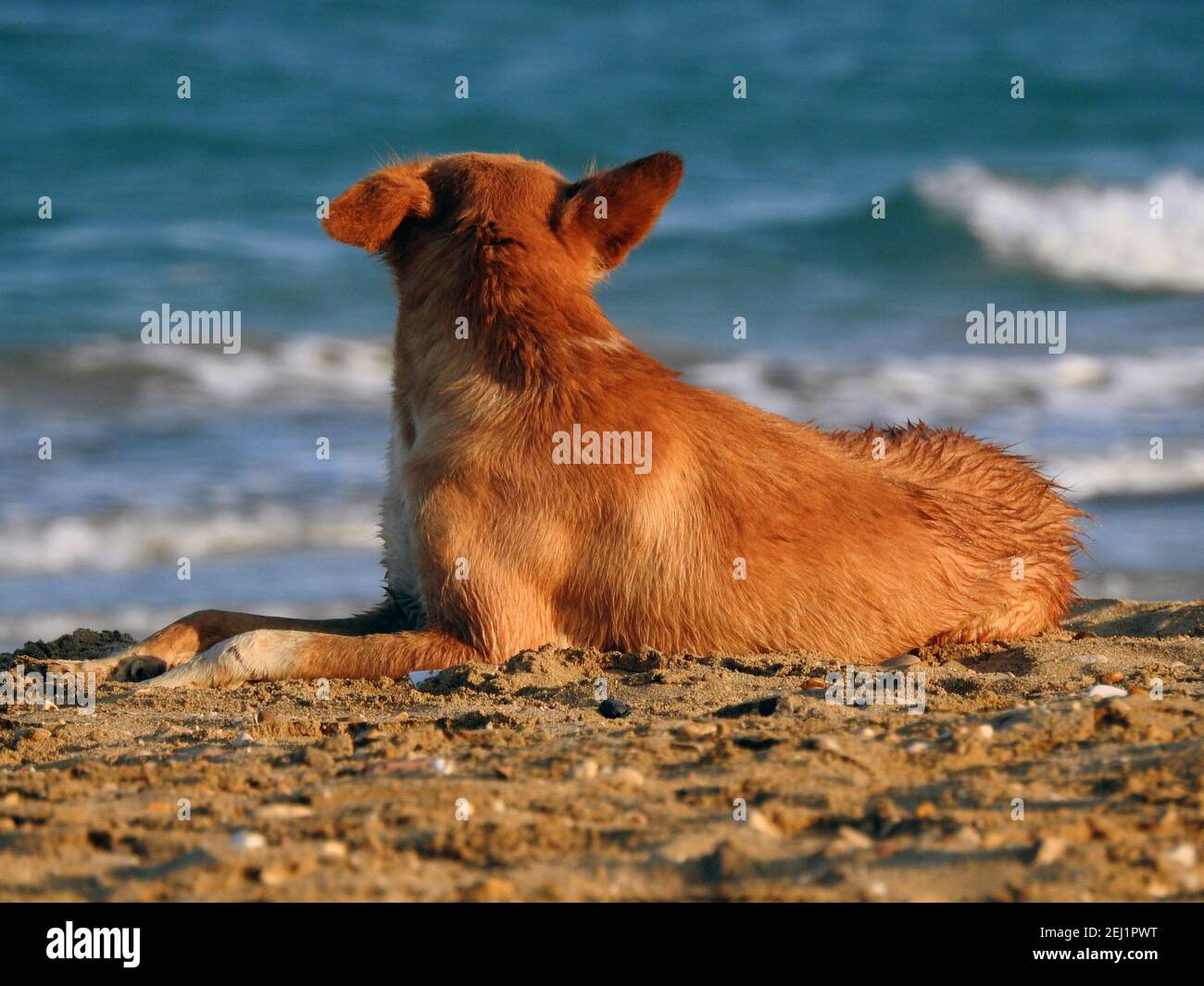 A stray dog on the beach, a portrait of domestic dog on the shore, a ...