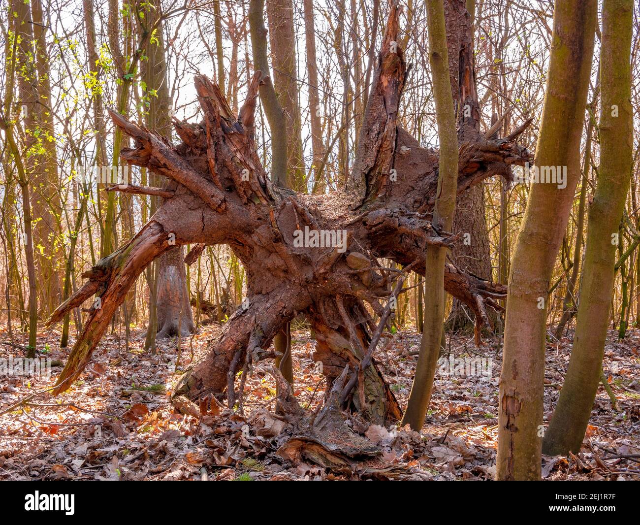 Old roots hi-res stock photography and images - Alamy
