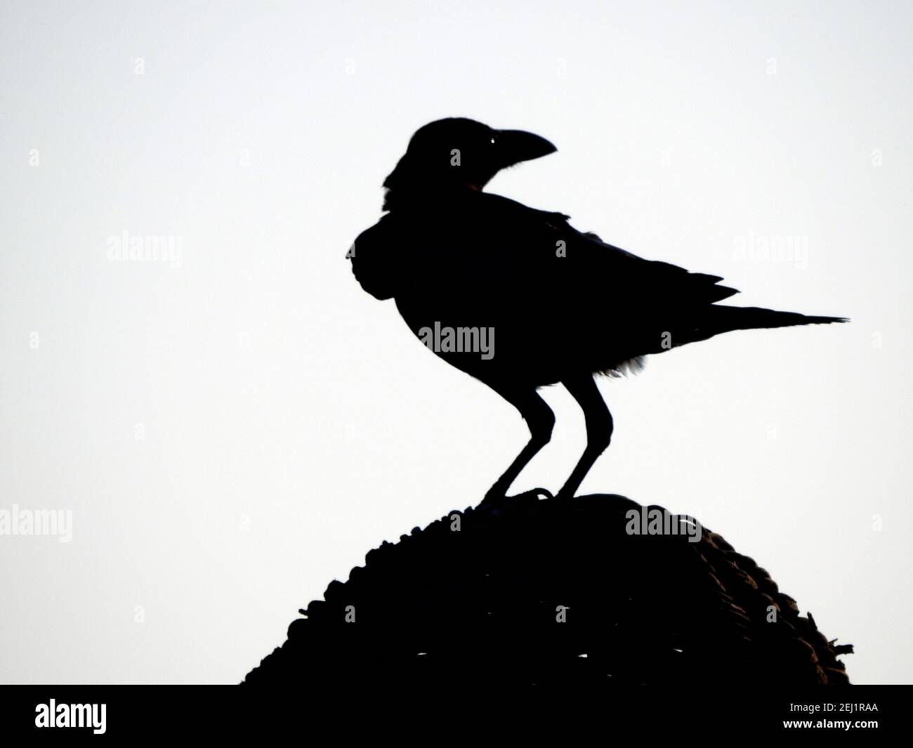 Crow On Branch Silhouette