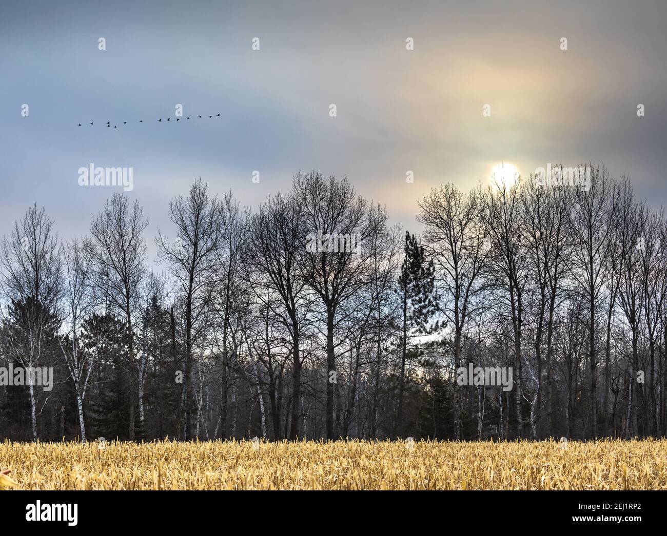 Canada geese flying over a cut cornfield in northern Wisconsin Stock ...