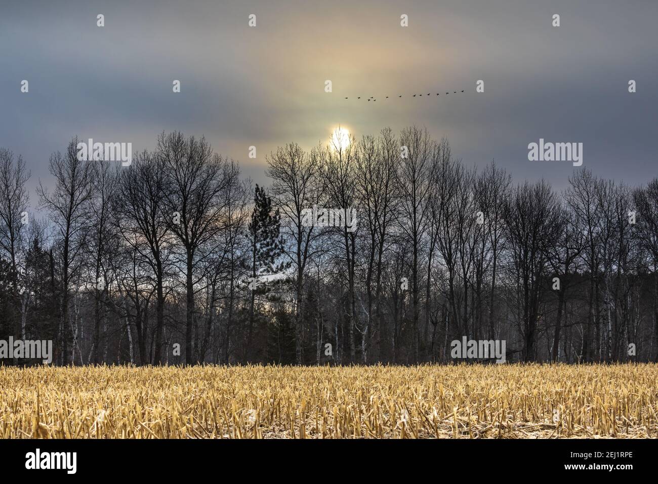 Canada geese in cornfield hi-res stock photography and images - Alamy