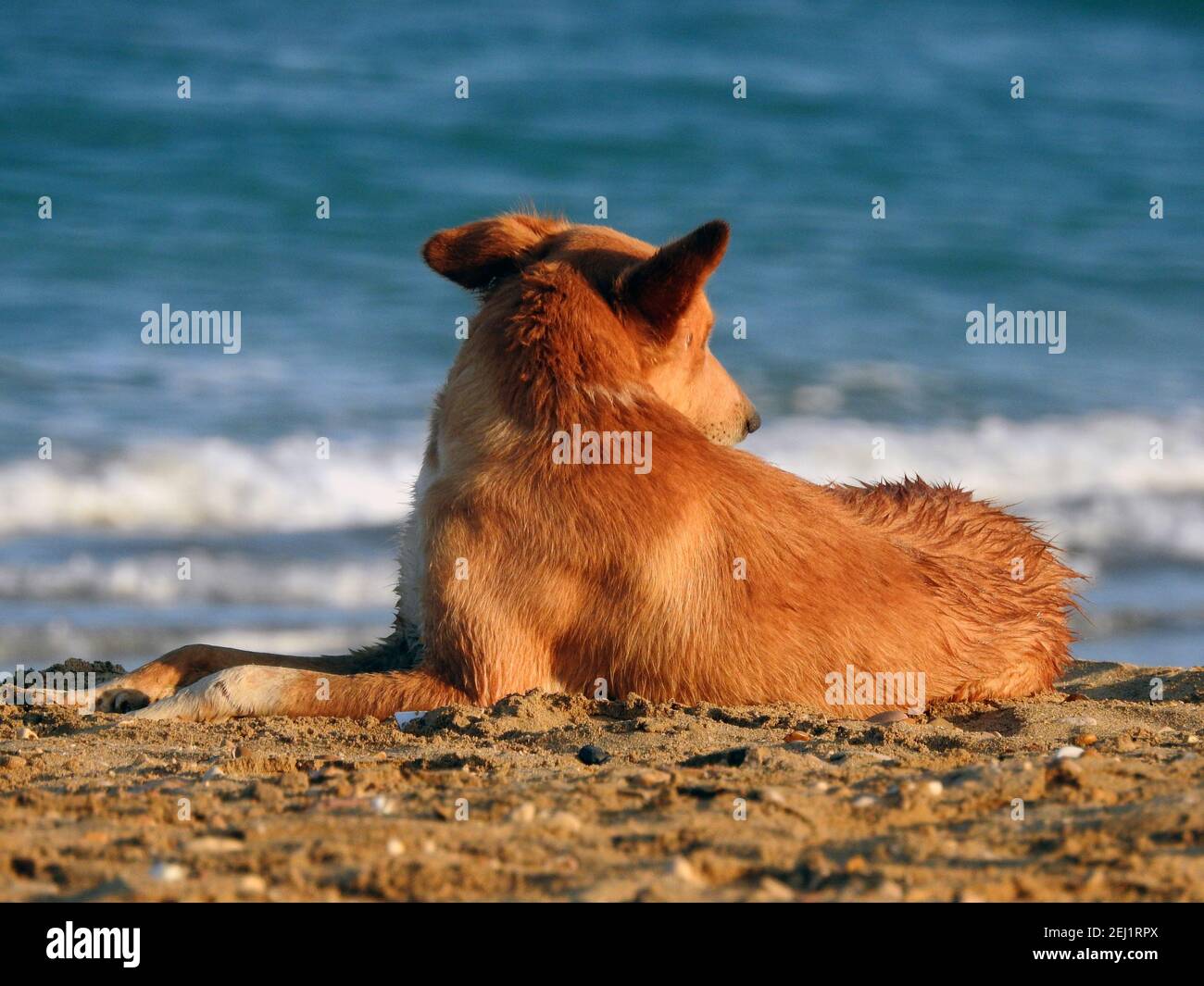 A stray dog on the beach, a portrait of domestic dog on the shore, a ...