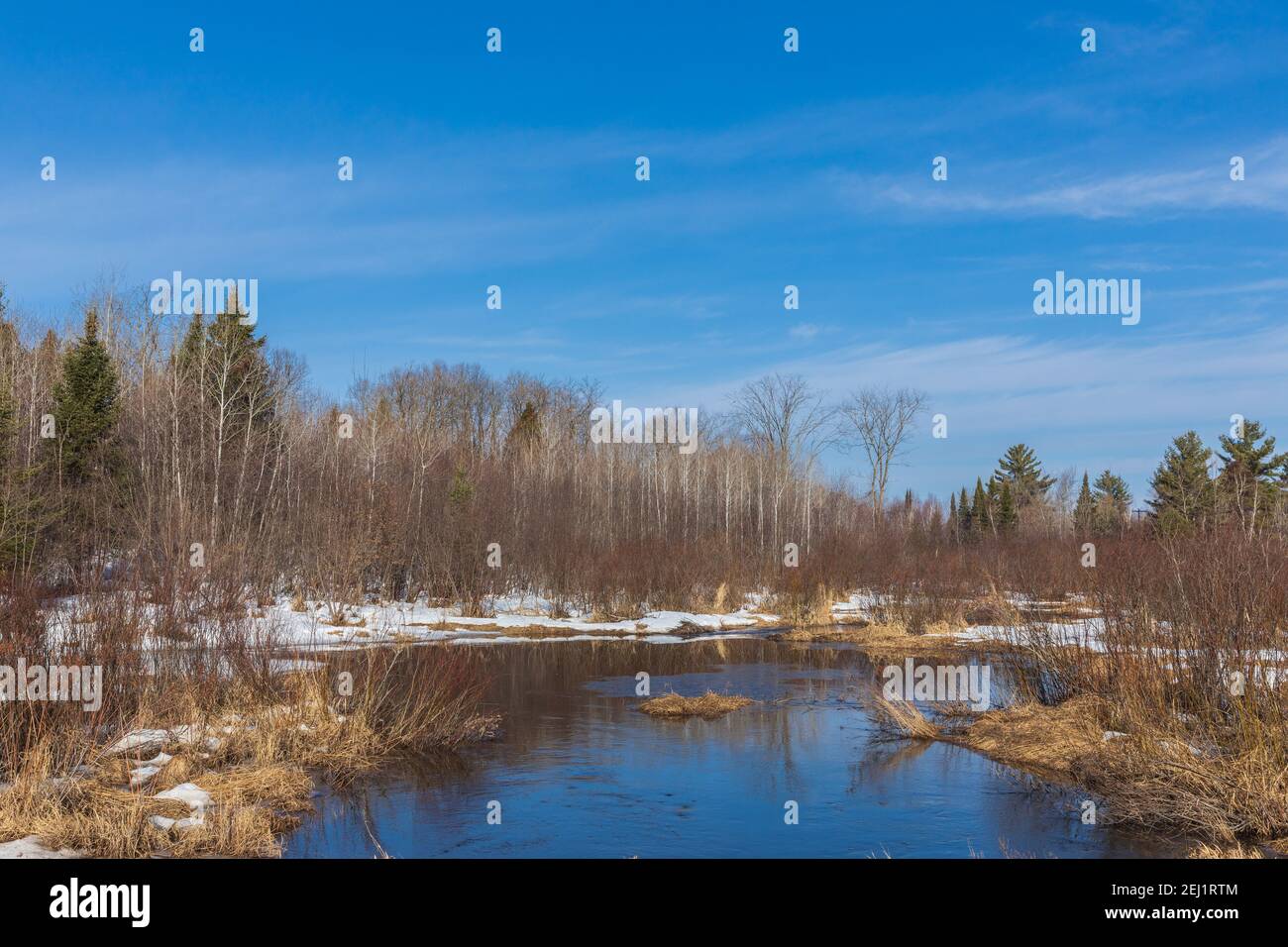 Tree changing from winter to spring hi-res stock photography and images ...