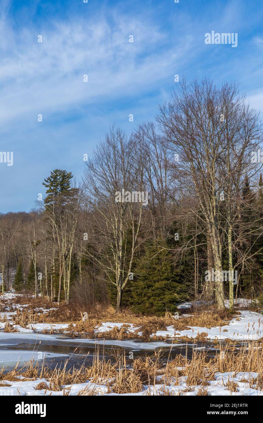 Wetland transition hi-res stock photography and images - Alamy